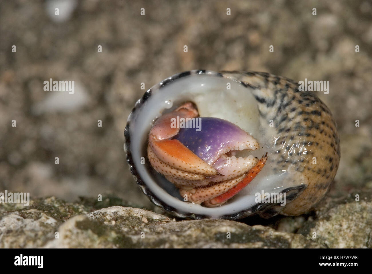 Hermit Crab (Dardanus sp) emerging from its shell, Hispaniola Stock ...