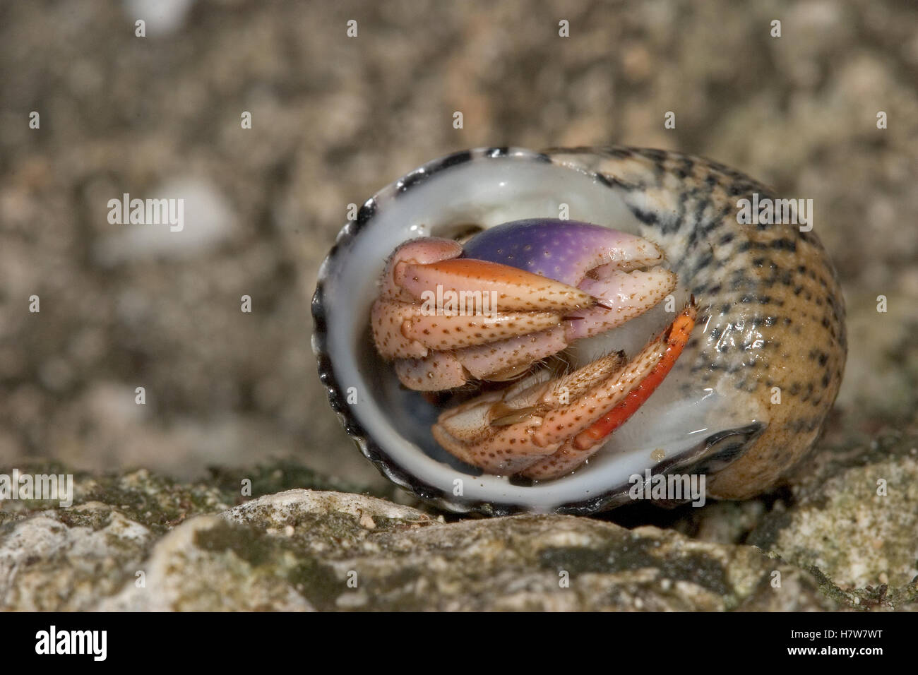 Hermit Crab (Dardanus sp) emerging from its shell, Hispaniola Stock ...