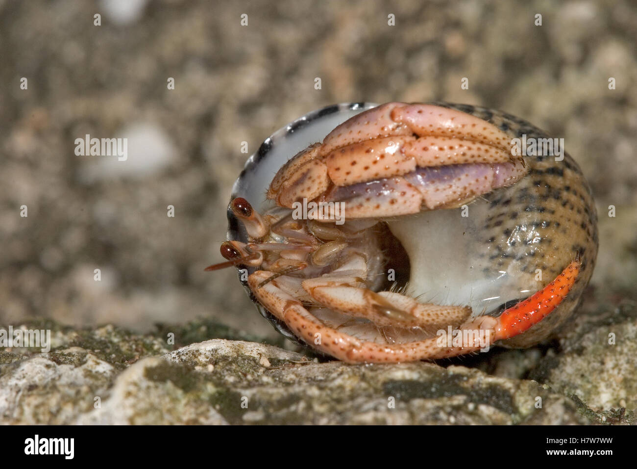 Hermit Crab (Dardanus sp) emerging from its shell, Hispaniola Stock ...