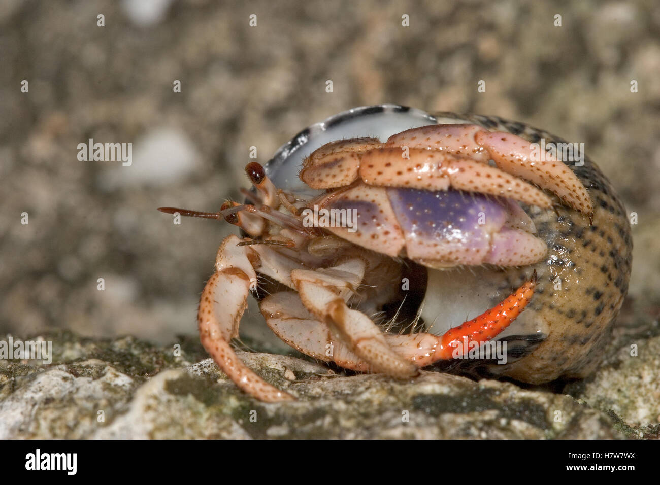 Hermit Crab (Dardanus sp) emerging from its shell, Hispaniola Stock ...
