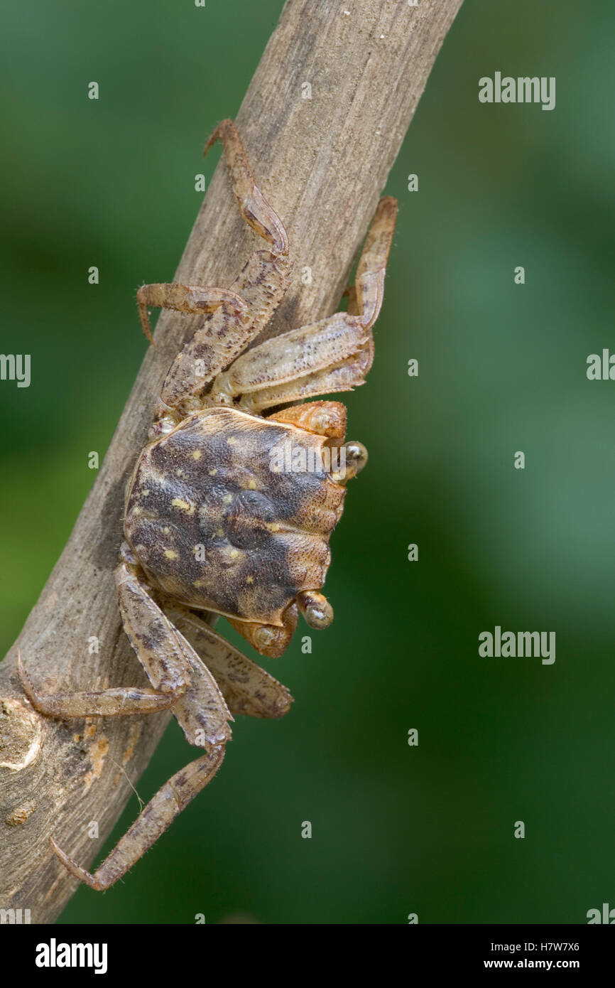 Squareback Marsh Crab (Armases cinereum) female, in the family of ...