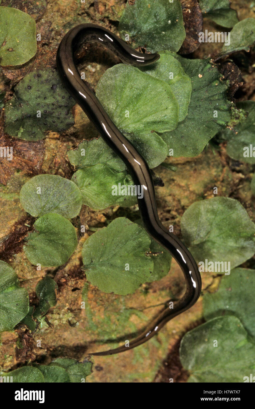 Planarian (Planariidae) the only members of the Flatworm family ...