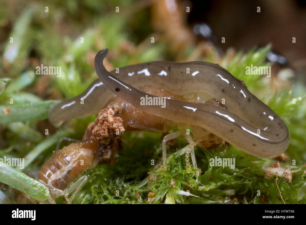 Planarian (Planariidae) the only members of the Flatworm family ...