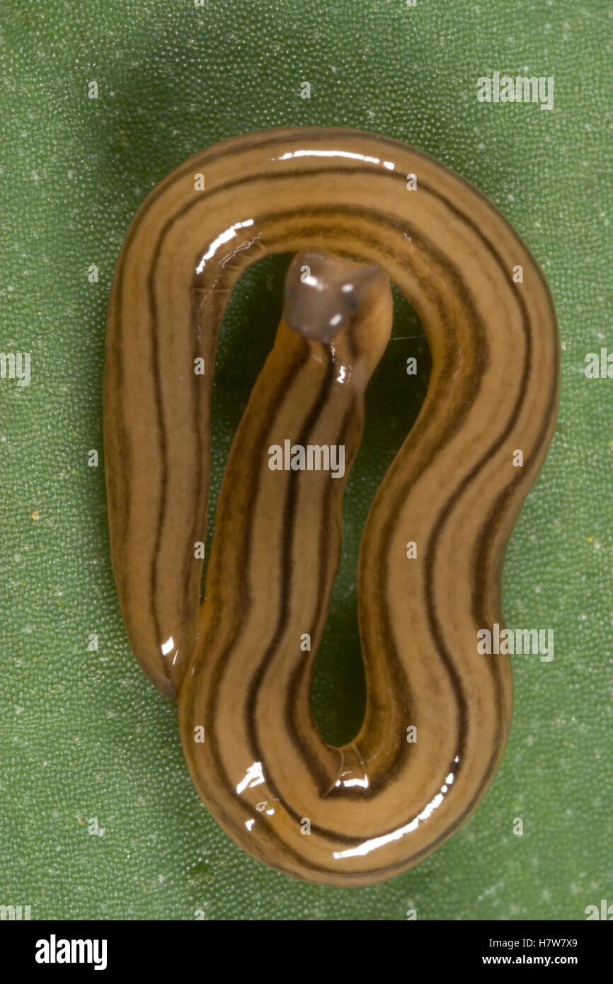 Planarian (Planariidae) the only members of the Flatworm family ...