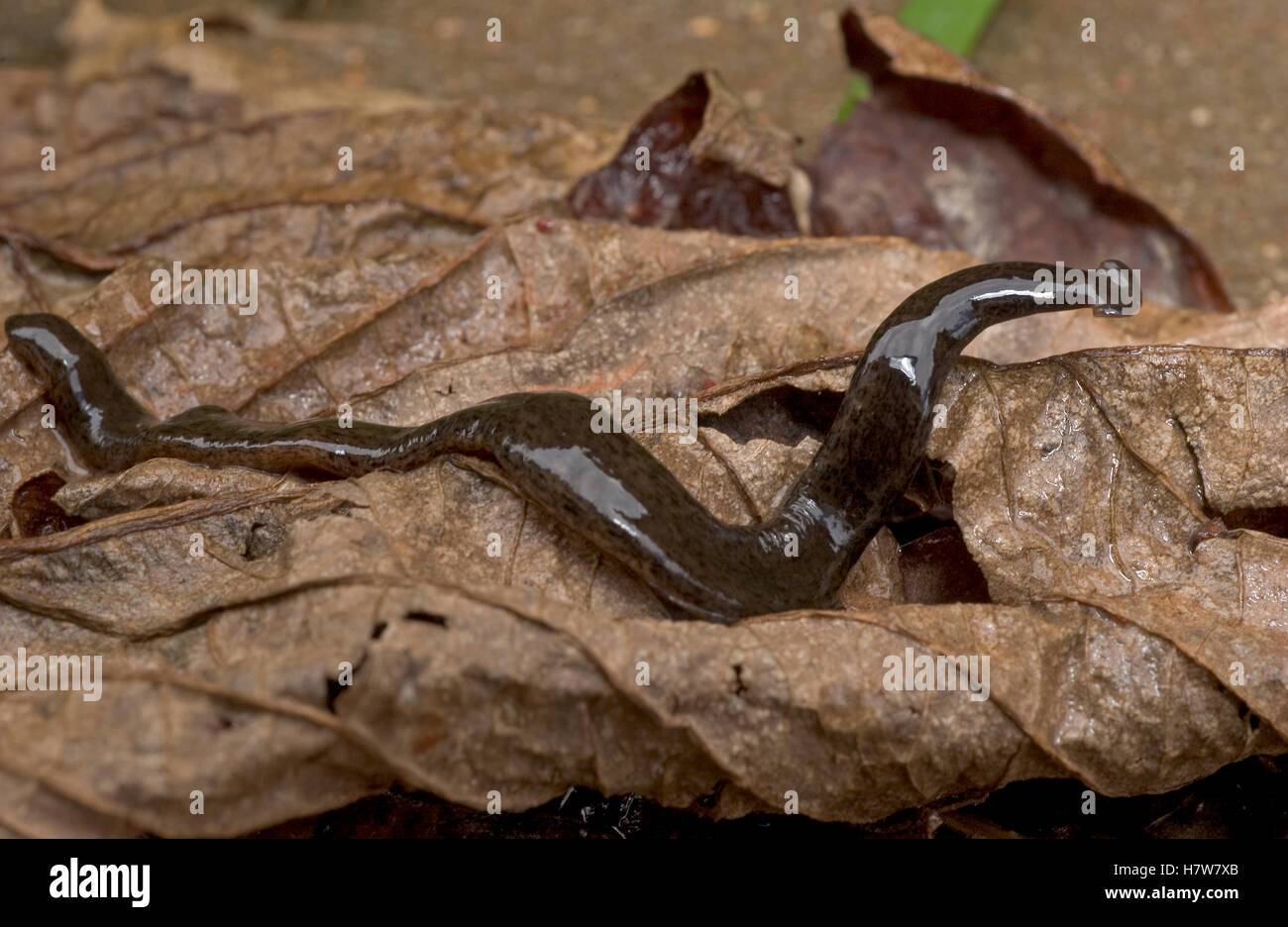 Planarian (Planariidae) the only members of the Flatworm family ...