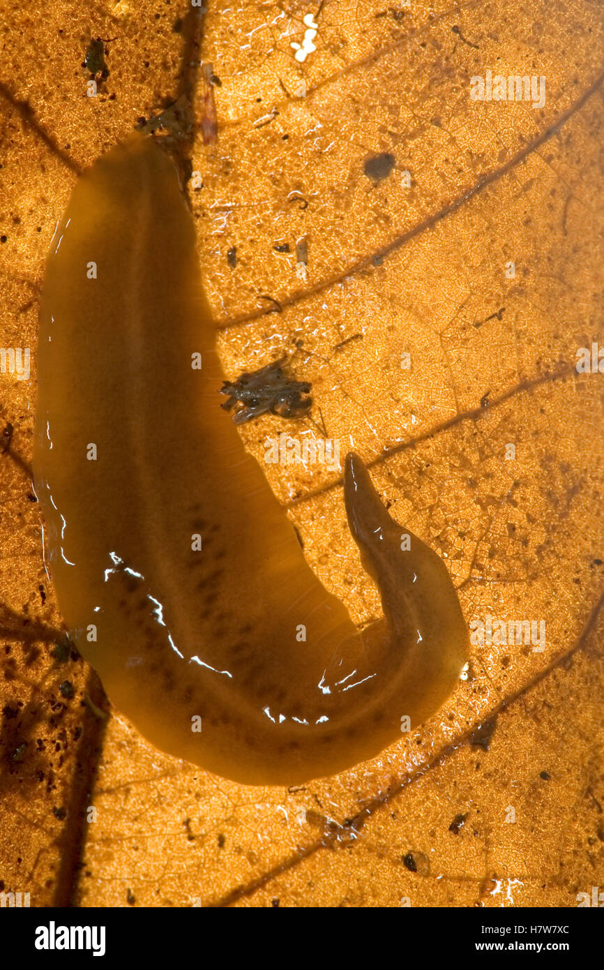 Planarian (Planariidae) the only members of the Flatworm family ...
