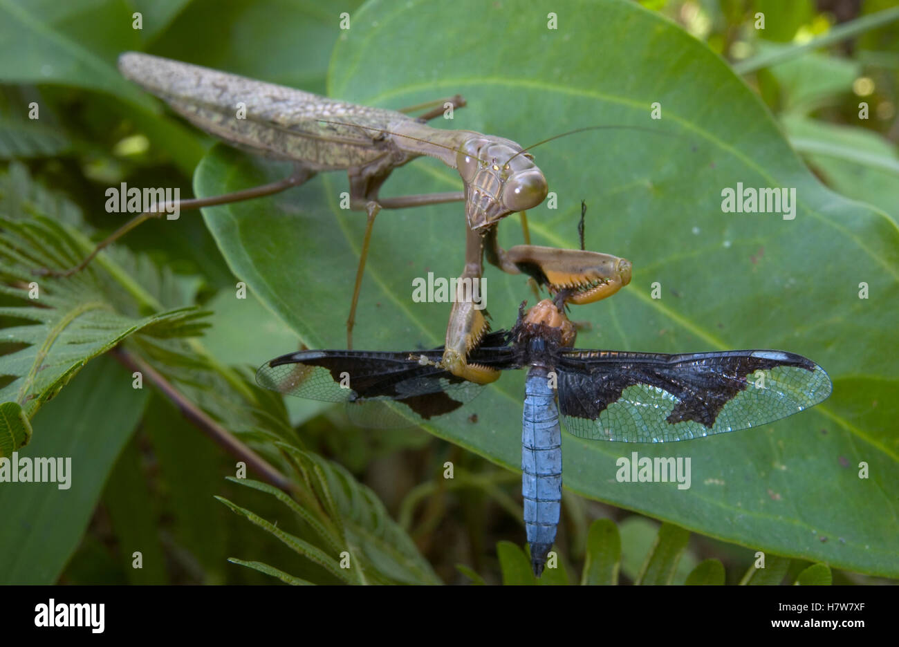 Blue Dragonfly (Palpopleura portia) falling victim to an even larger ...