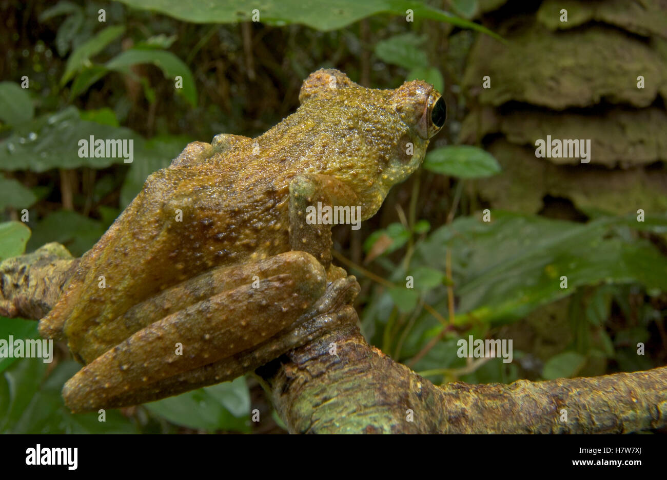 Old World Tree Frog (Chiromantis sp) camouflaged on limb, Guinea, West ...