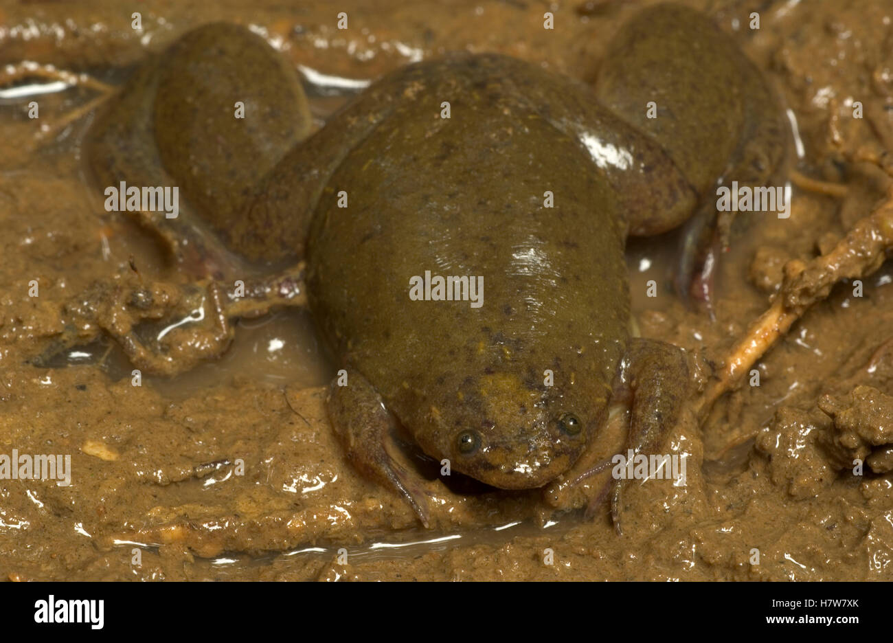 African Clawed Frog (Xenopus laevis) aquatic frog species rarely seen ...