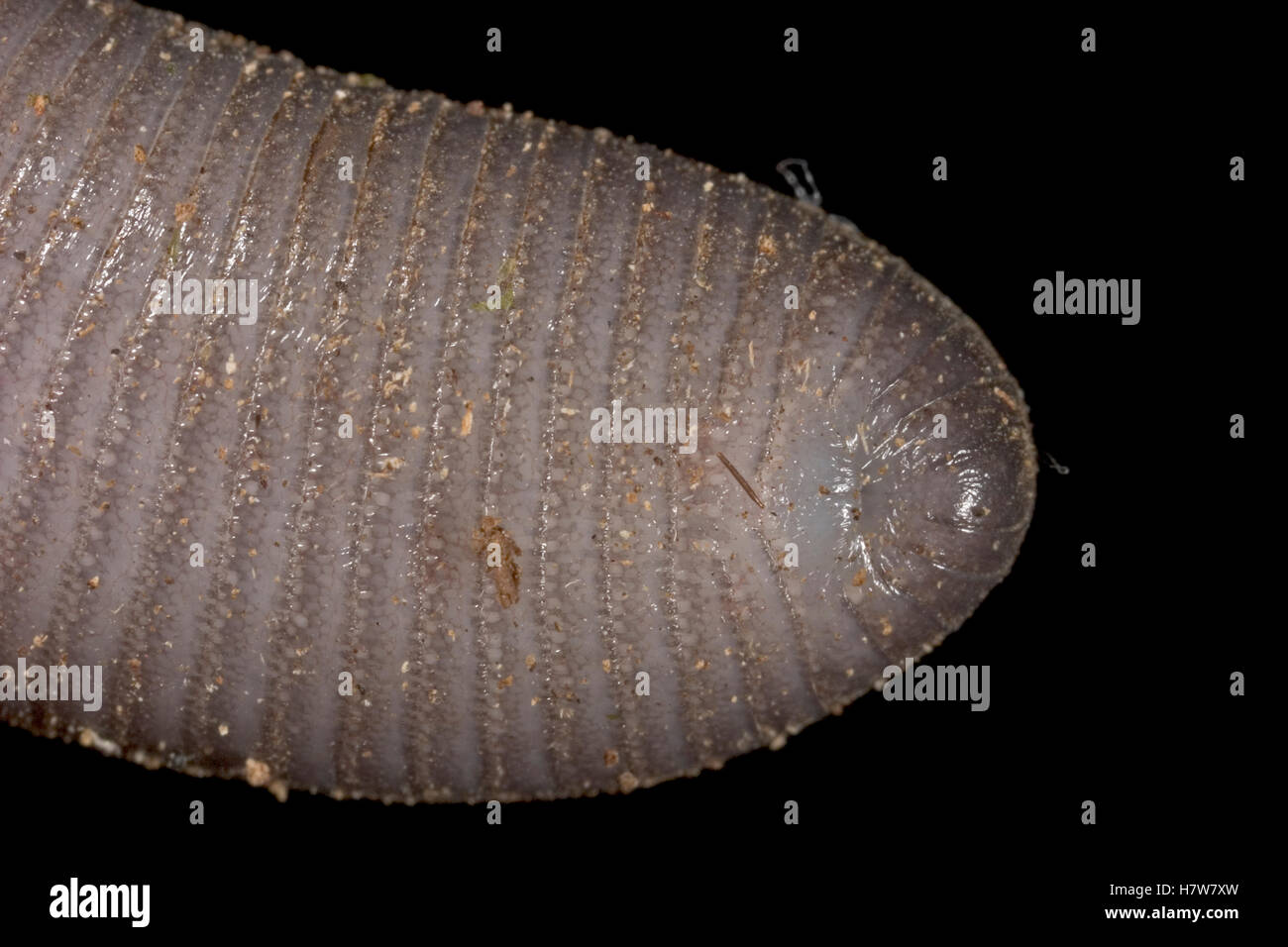 Caecilian (Gymnophis multiplicata) cloaca, unlike a snake or legless ...