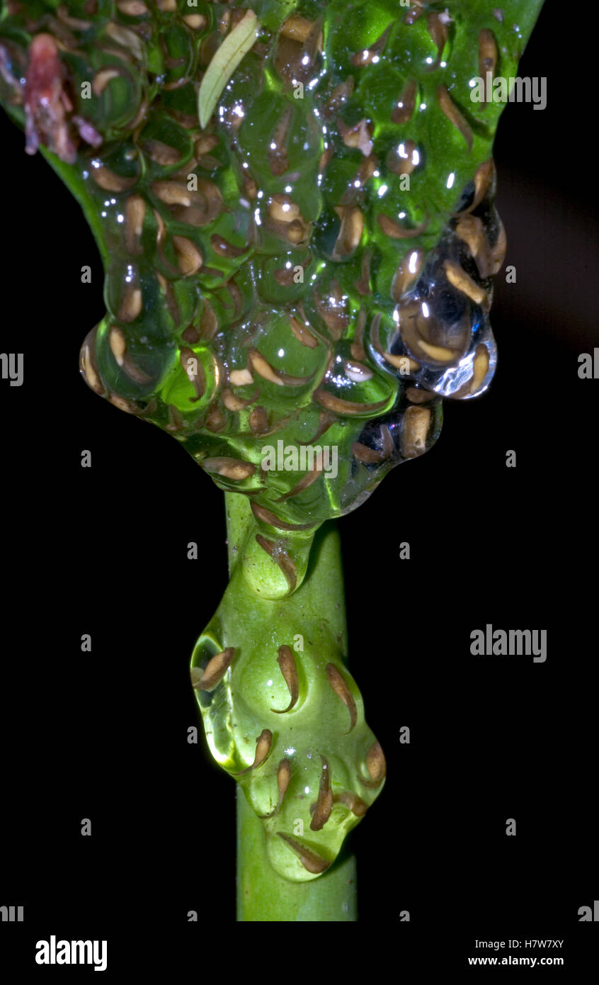 Red-eyed Tree Frog (Agalychnis callidryas) ready to hatch eggs with ...