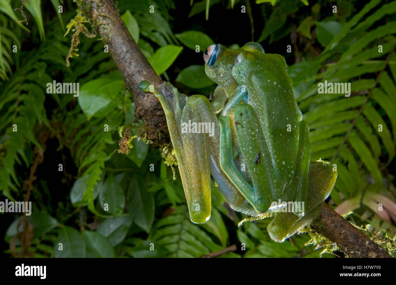 Malagasy Web-footed Frog (Boophis luteus) male guarding the female in a ...