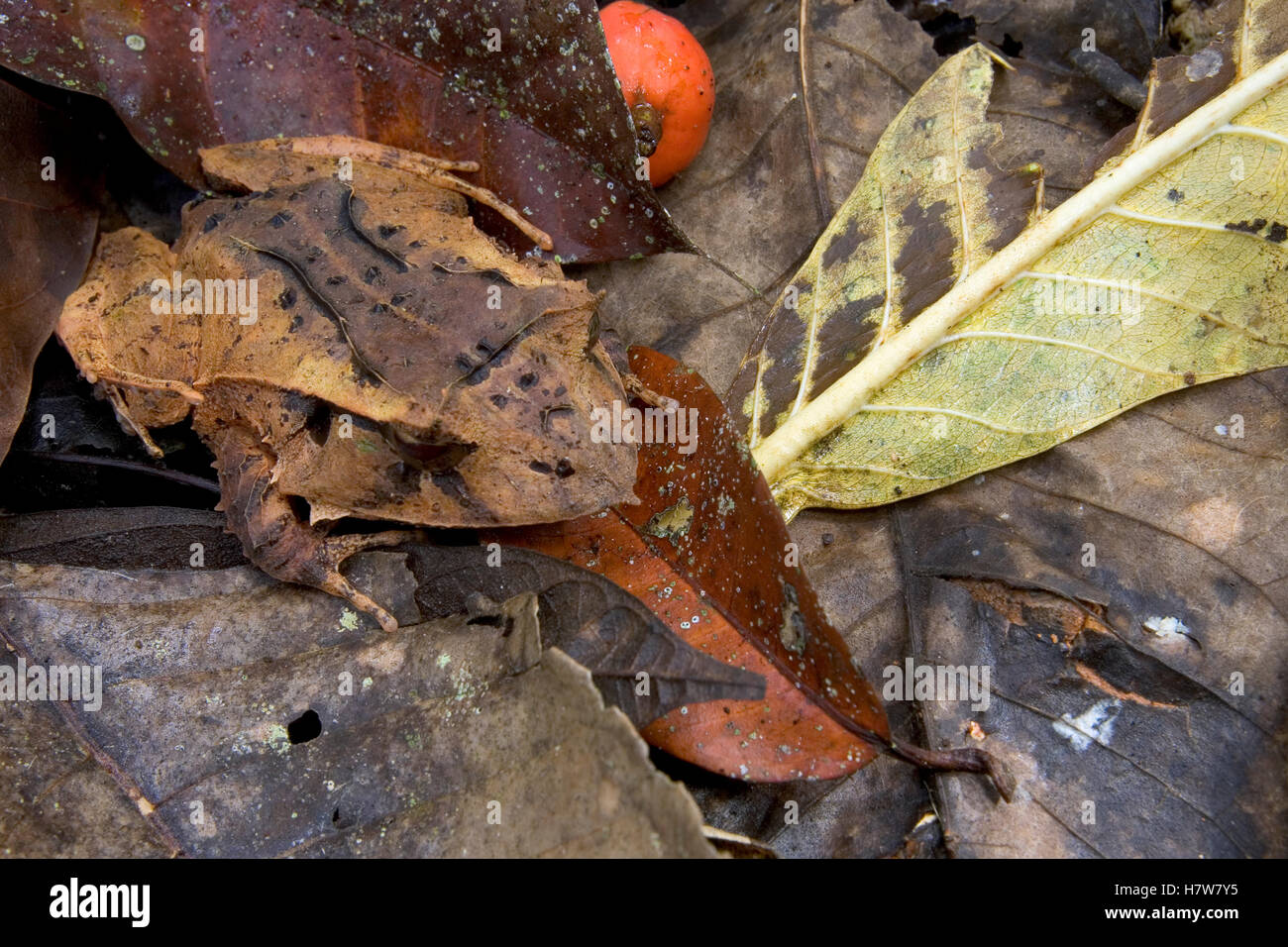 Solomon Island Leaf Frog (Ceratobatrachus guentheri) unlike most ...
