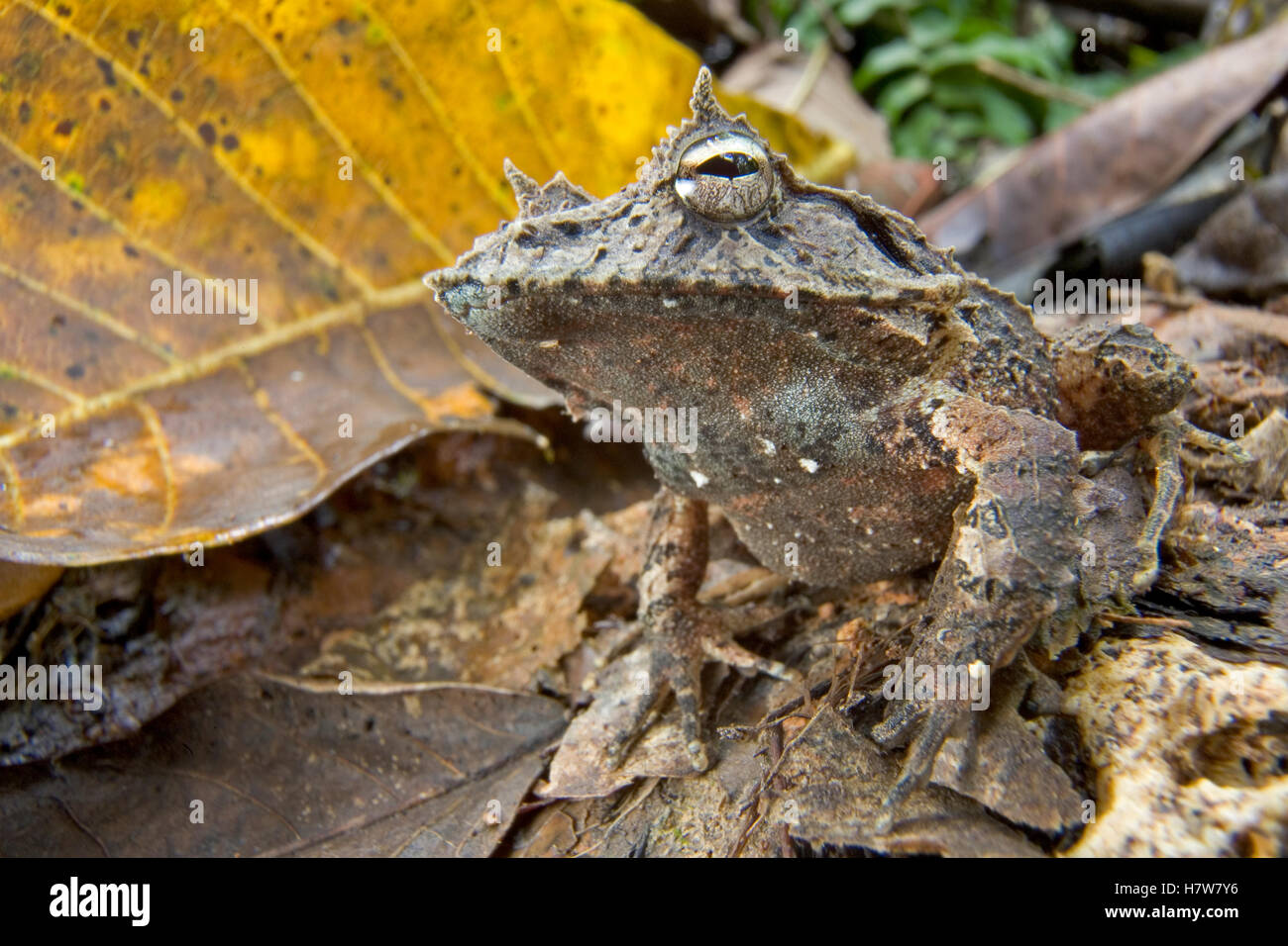 Solomon Island Leaf Frog (Ceratobatrachus guentheri) unlike most ...
