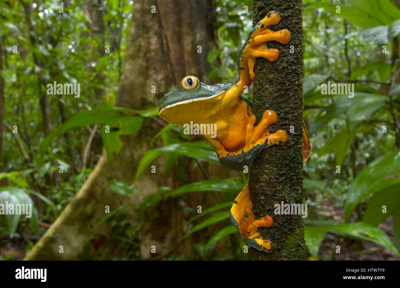Splendid Leaf Frog (Agalychnis calcarifer) a rarely seen species ...
