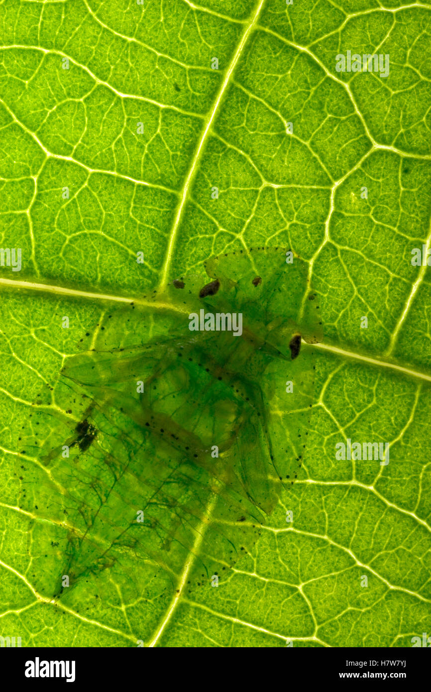 Nymph of an unidentified Planthopper, becomes transparent when lit from ...