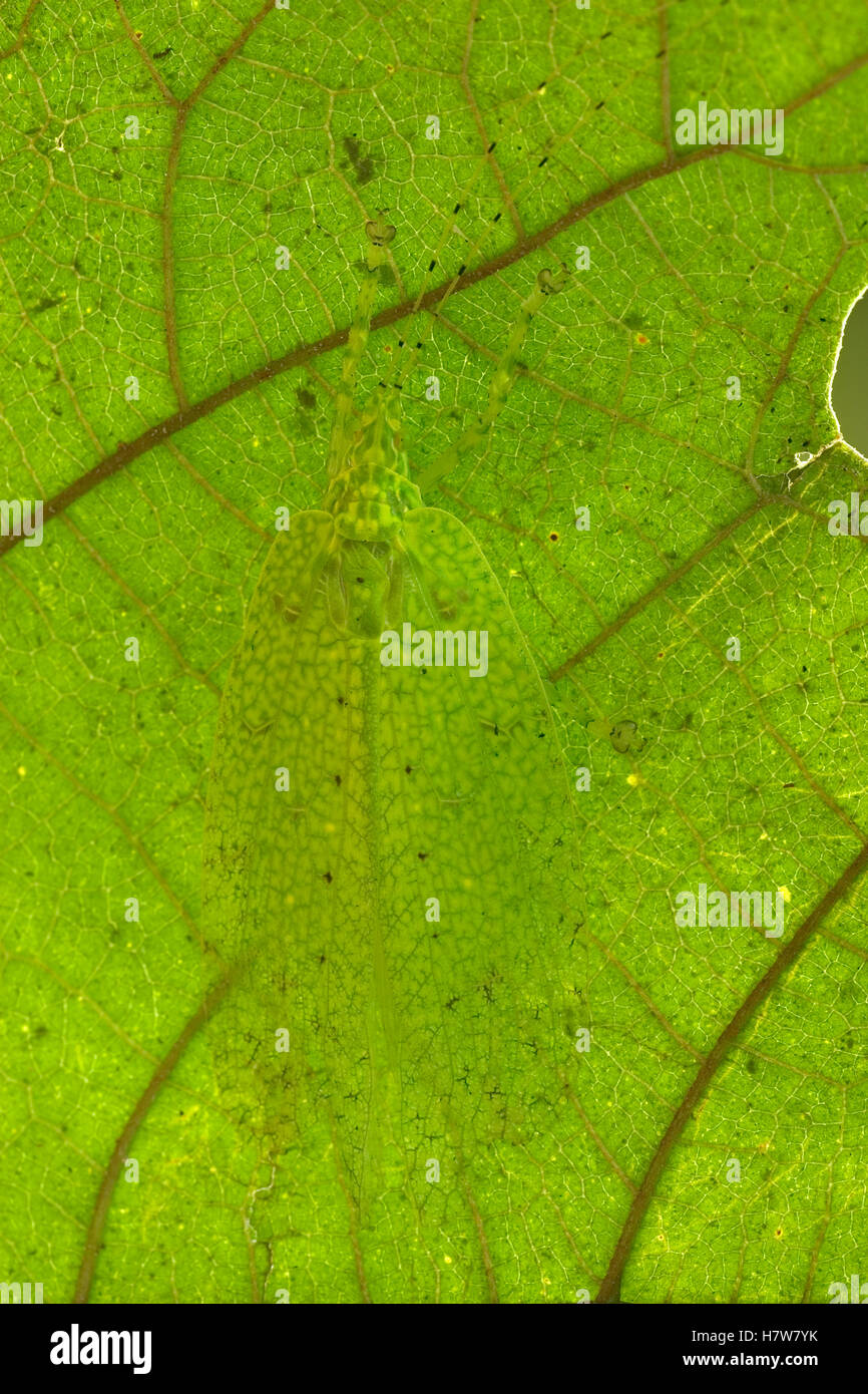 False Leaf Katydid (Stenampyx annulicornis) becomes transparent when ...