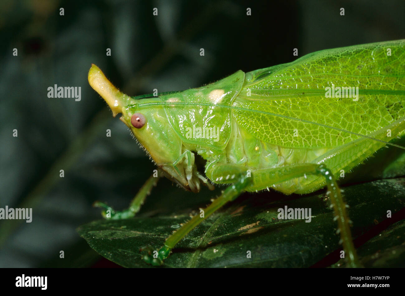 Yellow-faced Spear Bearer (Copiphora cultricornis), Costa Rica Stock ...