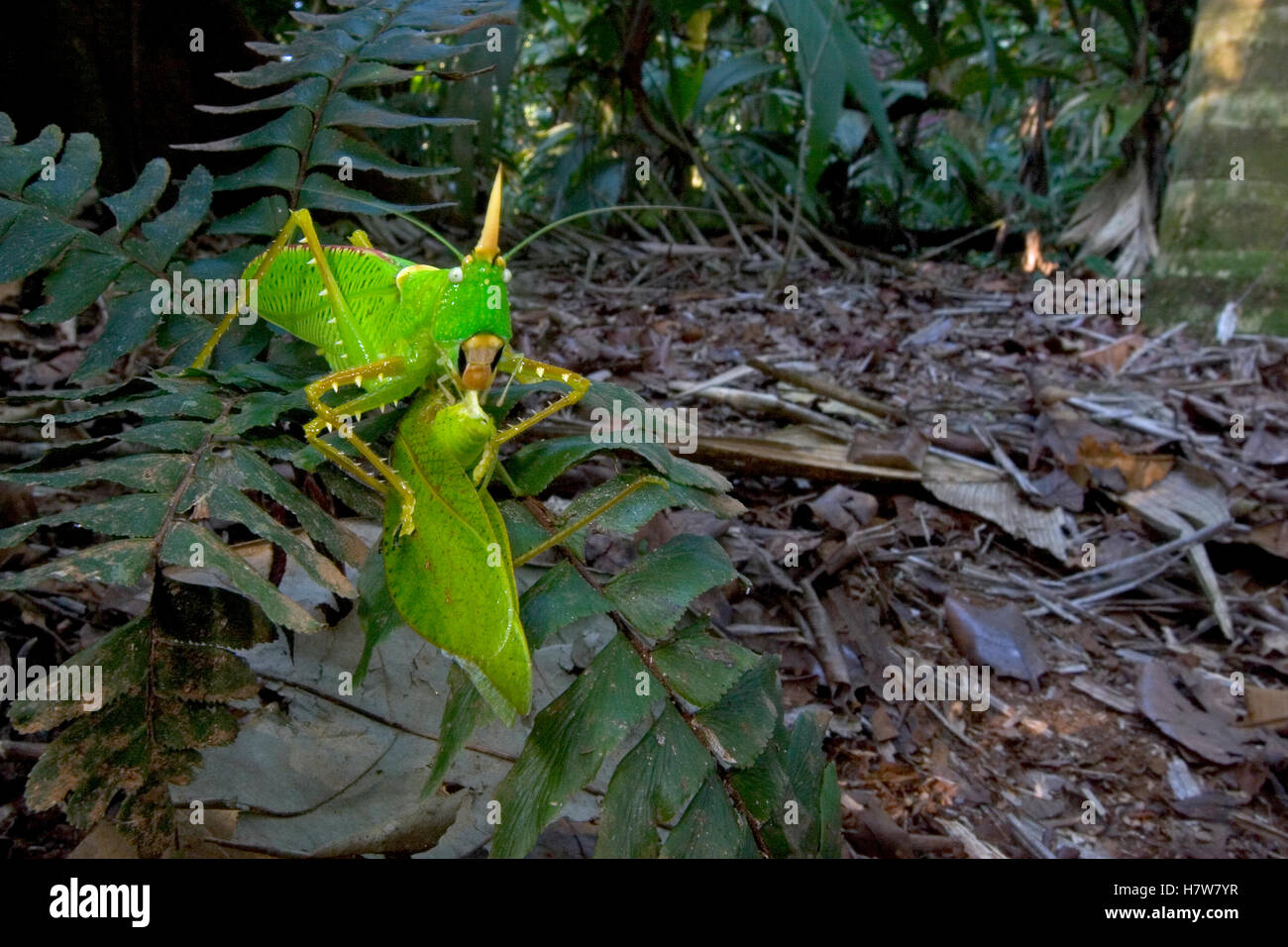 Rhinoceros Spearbearer (Copiphora rhinoceros) female devouring a Dead ...
