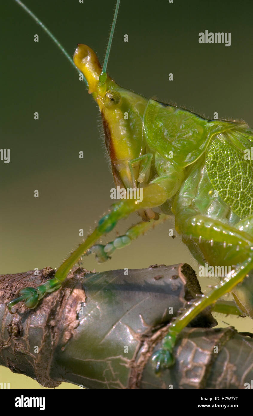 Brown-faced Spear Bearer (Copiphora hastata) katydid portrait, Costa ...