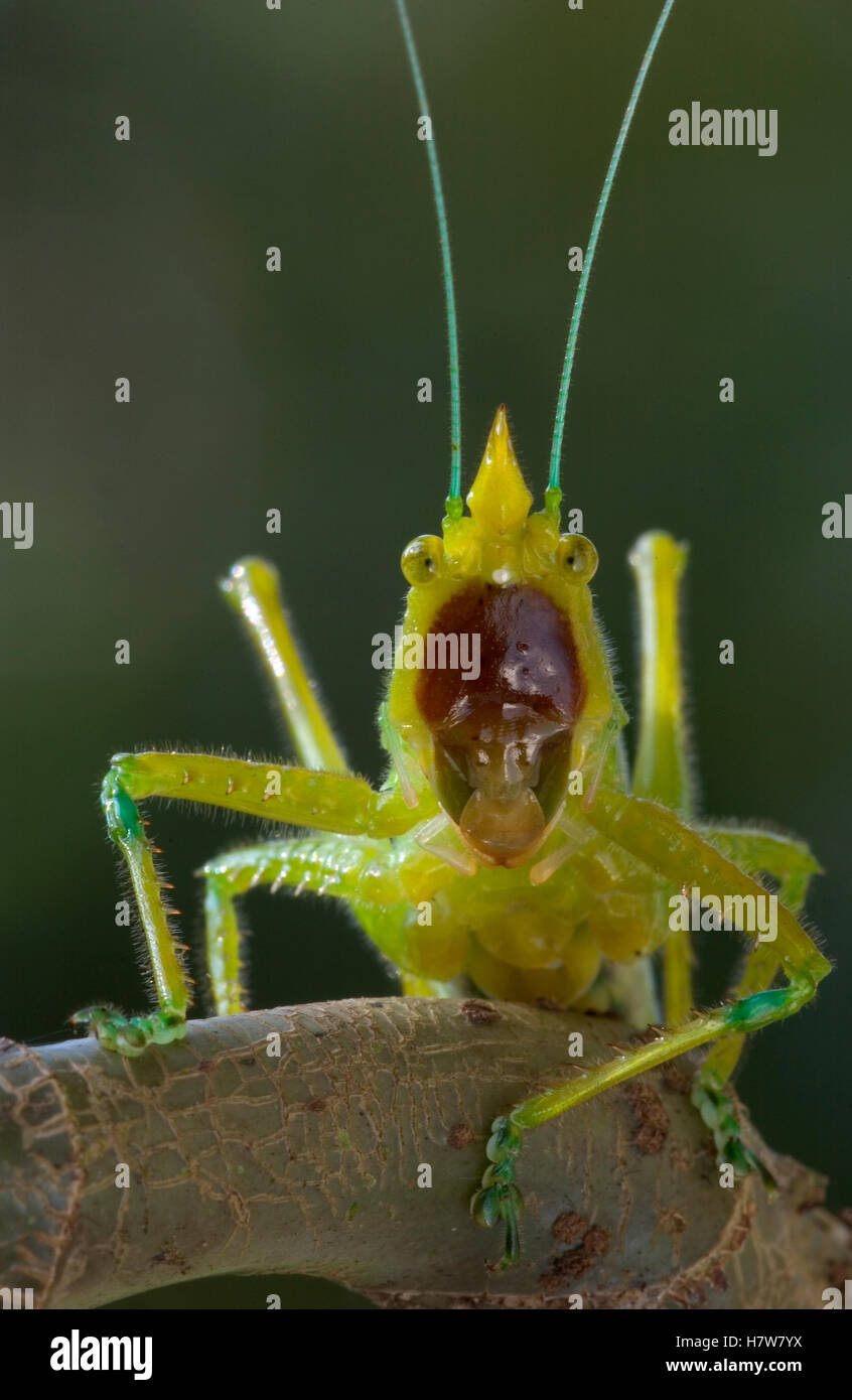 Brown-faced Spear Bearer (Copiphora hastata) katydid portrait, Costa ...