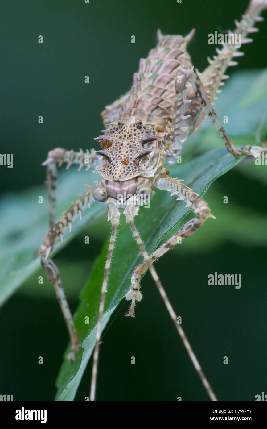 Spiny-legged Rainforest Katydid (Phricta spinosa) portrait, Australia ...