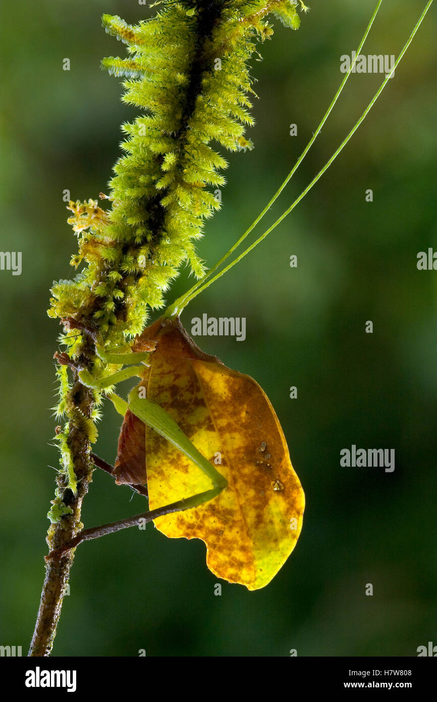 Katydid (Mimetica sp) form that looks like a fallen and partially ...