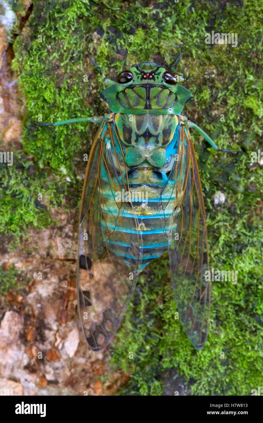 Emerald Cicada (Zamara smaragdina) male after completing its final molt ...