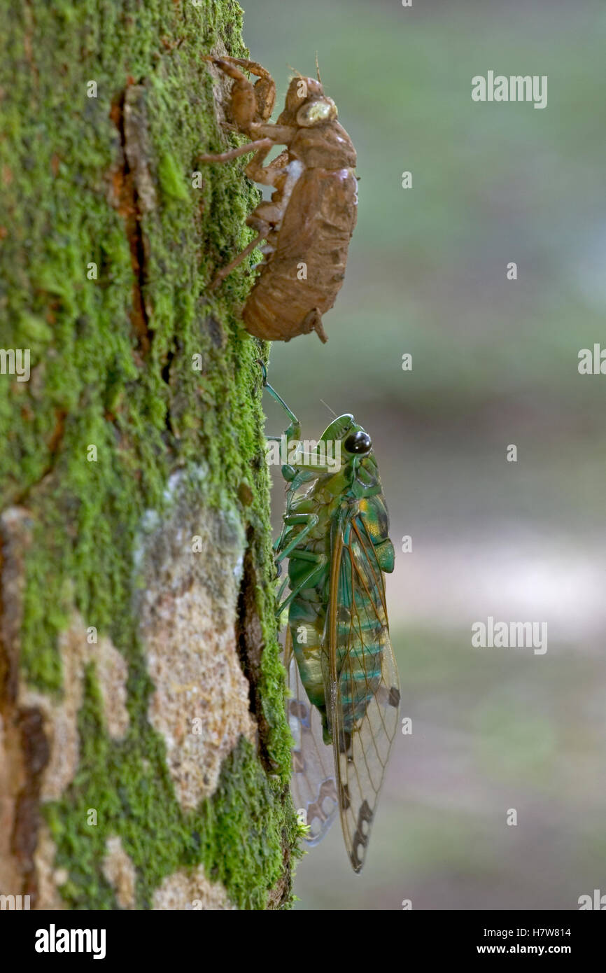 Emerald Cicada (Zamara smaragdina) male completing its final molt ...