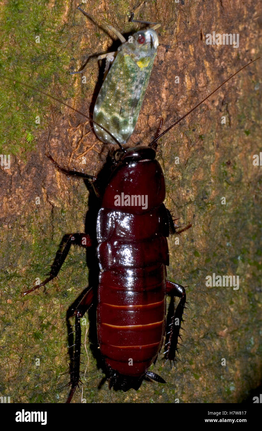 Cockroach (Eurycotis sp) drinking honeydew from the abdomen of a ...