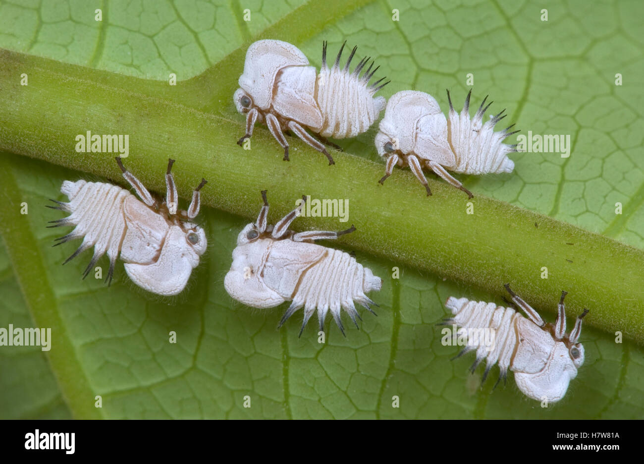 Treehopper (Membracis dorsata) nymphs, Costa Rica Stock Photo - Alamy