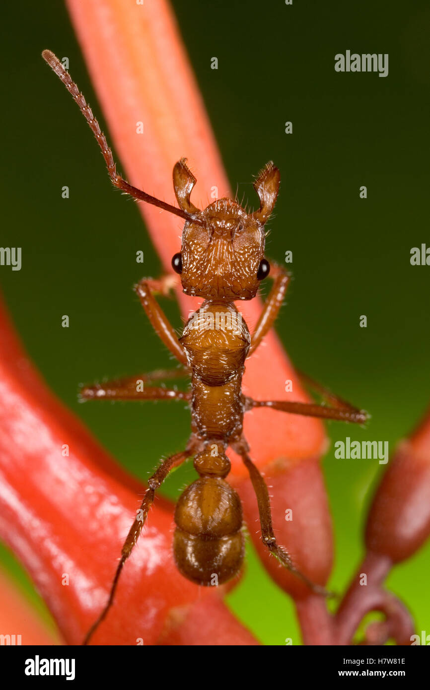 Ponerine Ant (Ectatomma tuberculatum) guards a nectar filled flower of ...