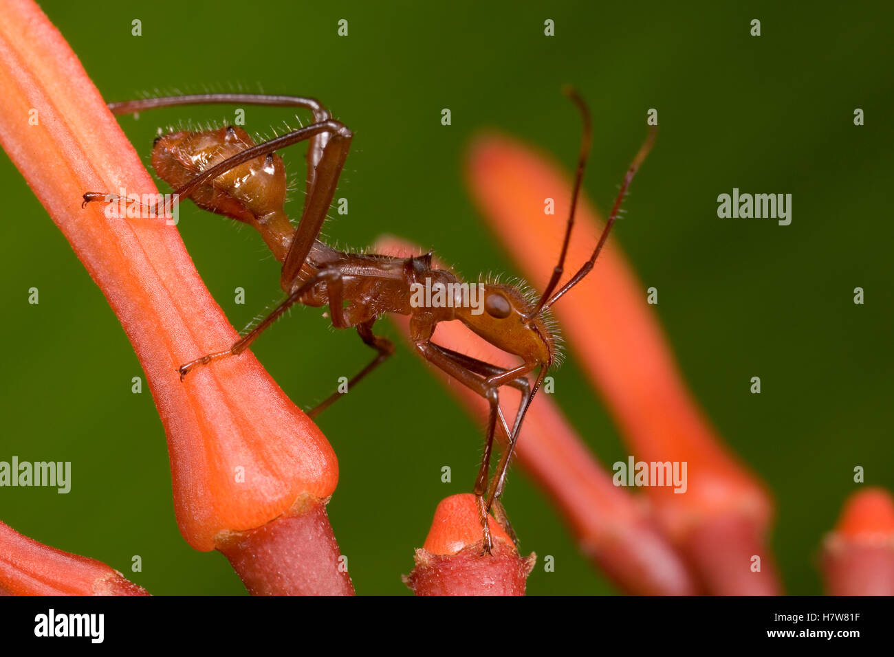Ant-mimic Bug (Hyalymenus sp) on Firebush (Hamelia patens) mimicking ...