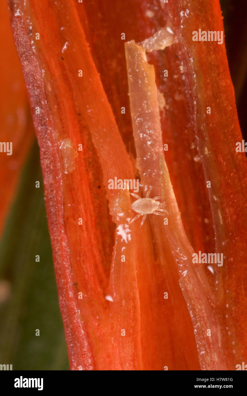 Hummingbird Flower Mite (Proctolaelaps kirmsei) on Firebush (Hamelia ...