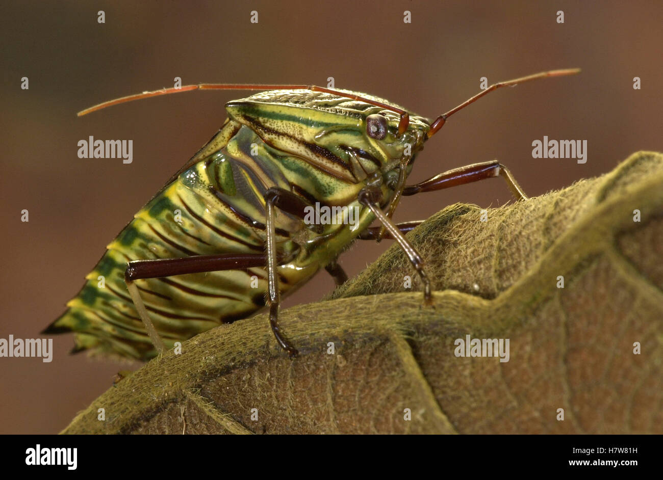 Stink Bug (Pentatomidae) displaying aposematic or warning coloration ...