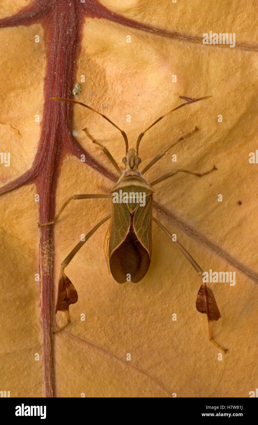 Squash Bug (Coreidae) on leaf, Dominican Republic Stock Photo - Alamy