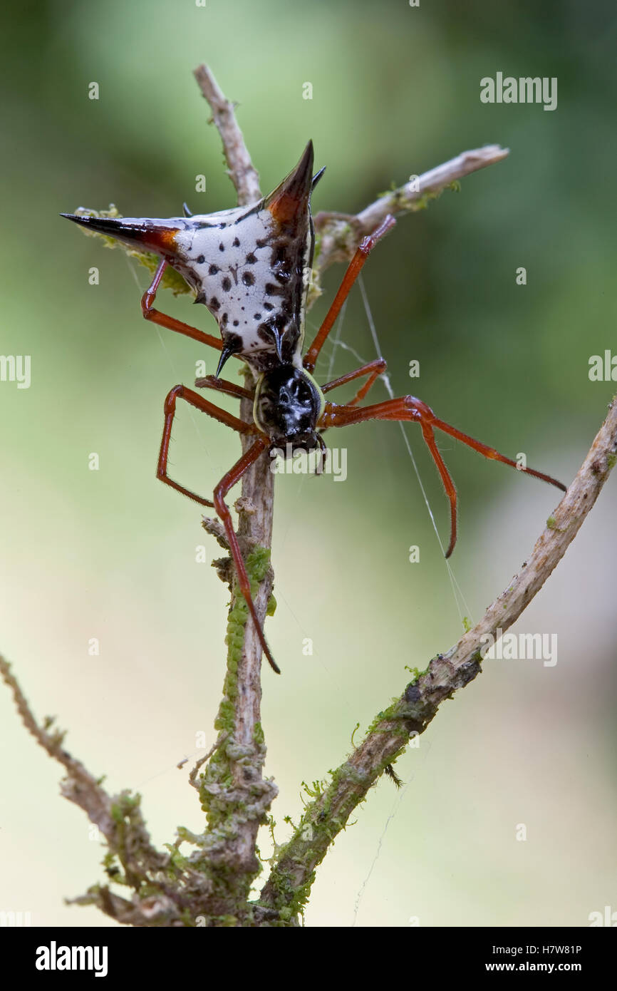 Spiked Spider (Gasteracantha sp) portrait, Costa Rica Stock Photo - Alamy
