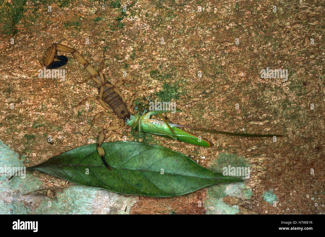 Brown-faced Spear Bearer (Copiphora hastata) killed by large Scorpion ...