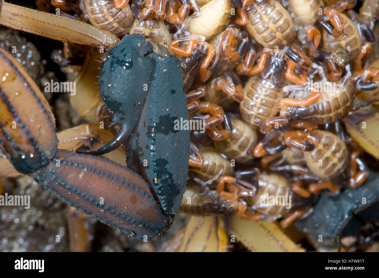 Scorpion (Centruroides sp) newly born Scorpions stay on their mother's ...