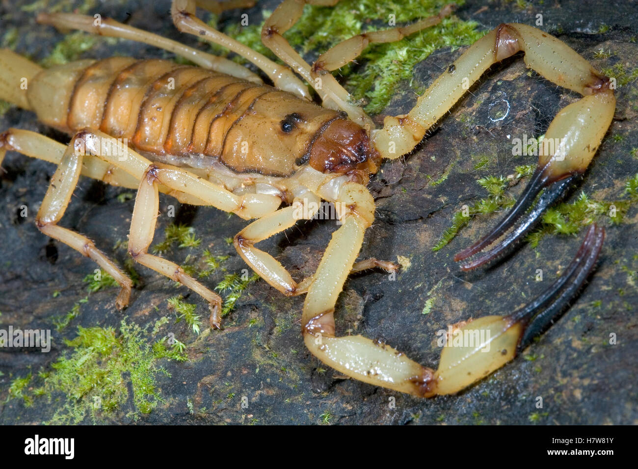 Scorpion (Centruroides limbatus) glows when exposed to ultraviolet ...