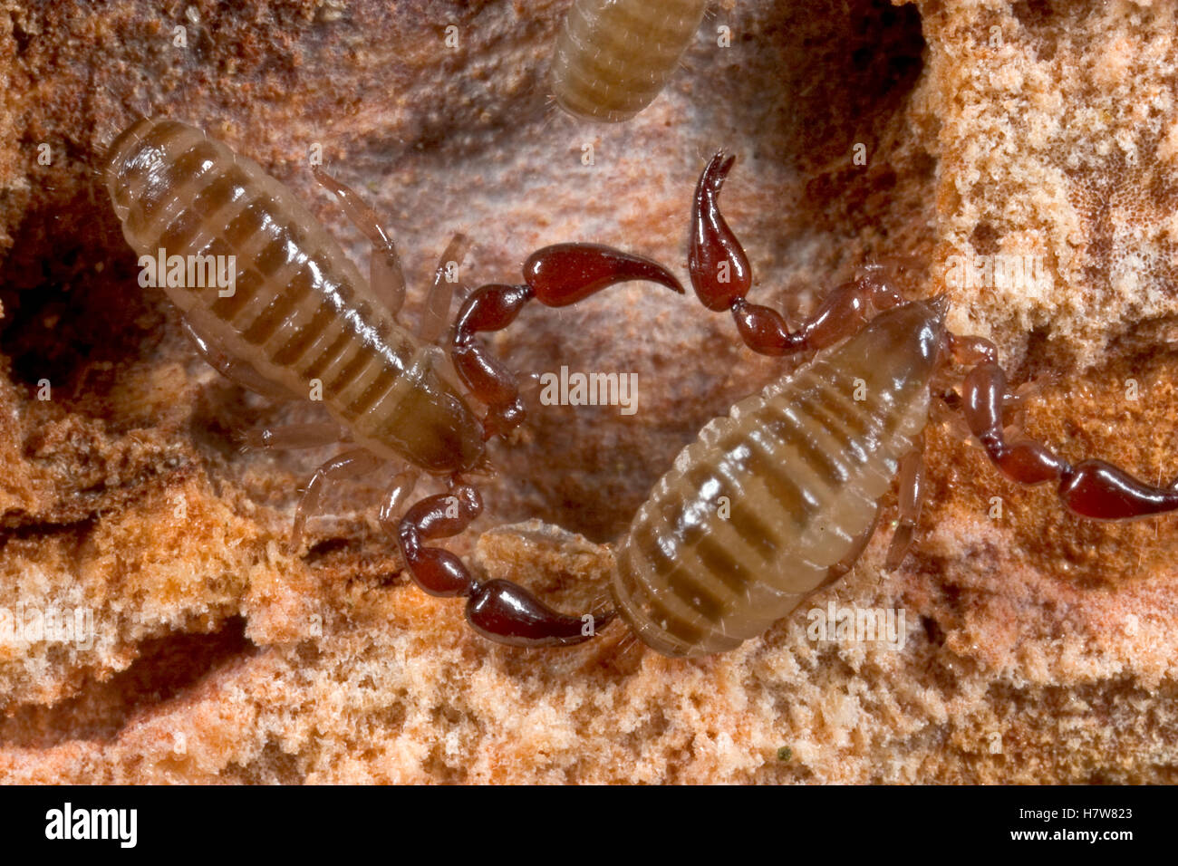 Social False Scorpion pair, Costa Rica Stock Photo - Alamy