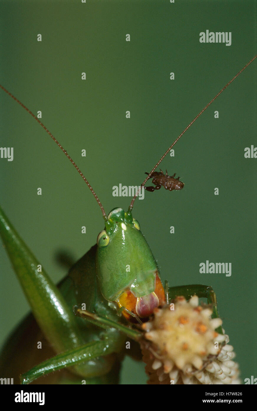 False Scorpion riding Katydid antenna to find new location or mating ...