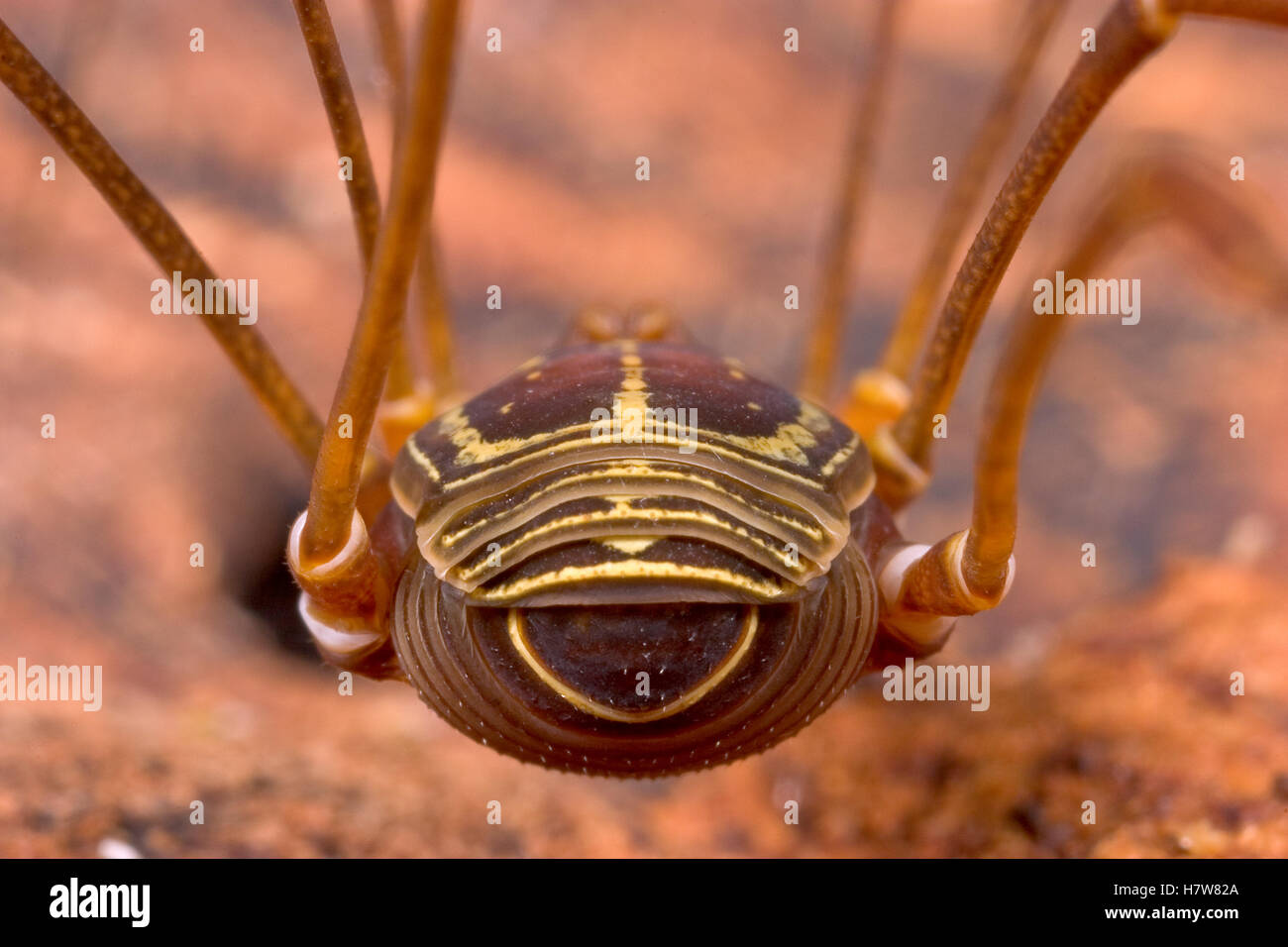 Daddy-Long-Legs Spider (Pholcus phalangioides) the body resembles a ...