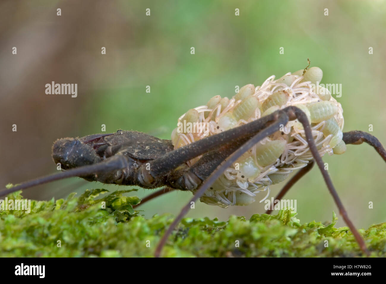 Whip Scorpion (Phrynus parvulus) young safe on their mother's back ...