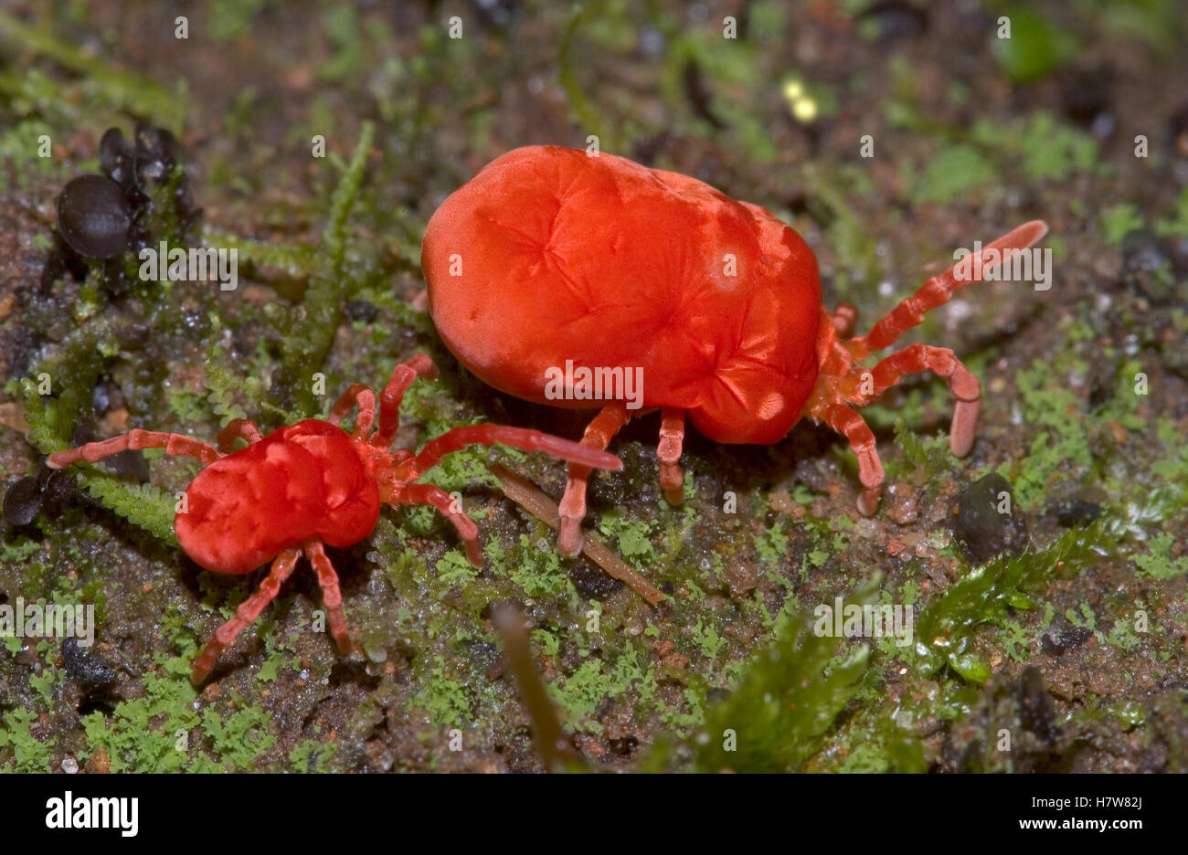 Velvet Mite (Trombidium sp) pair, smaller male following larger female ...