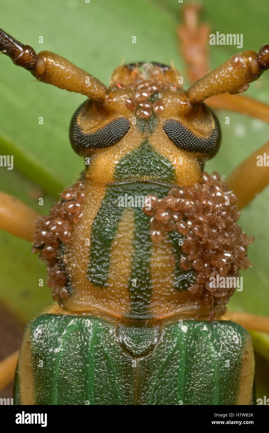 Phoretic Mite (Histiogaster arborsignis) cluster on Longhorn Beetle ...