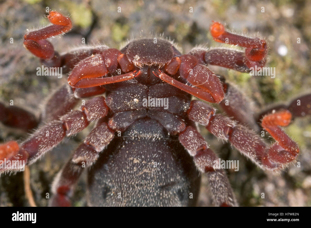 Hooded Tickspider (Cryptocellus sp) characteristic hood covers ...