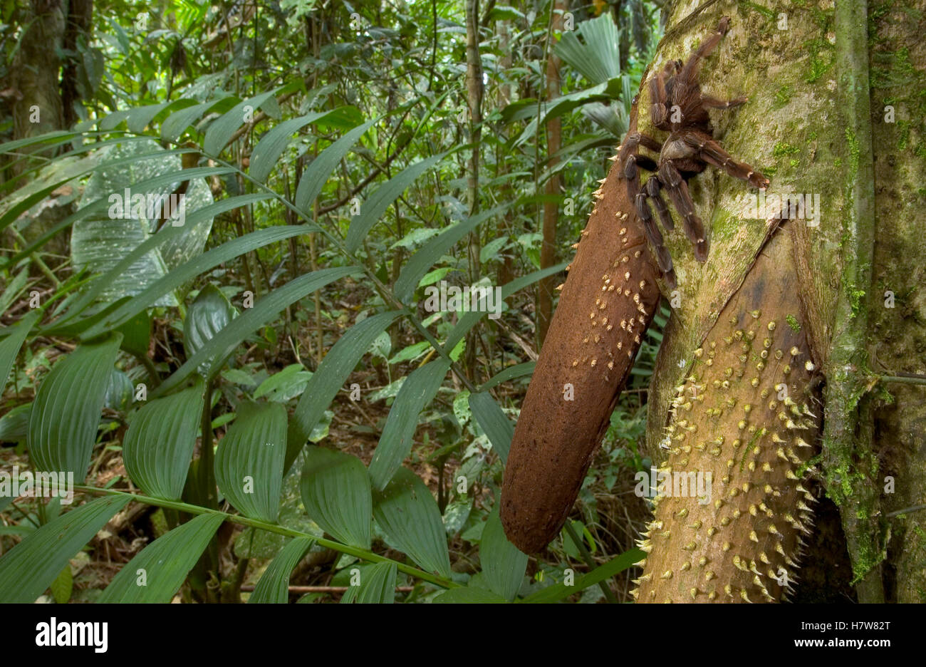 Tarantula (Psalmopoeus reduncus) in rainforest habitat, Costa Rica ...
