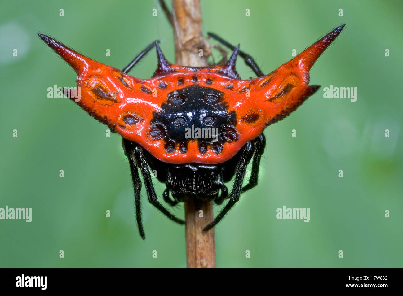 Spiked Spider (Gasteracantha sp) their abdomen, or opisthosoma, is ...