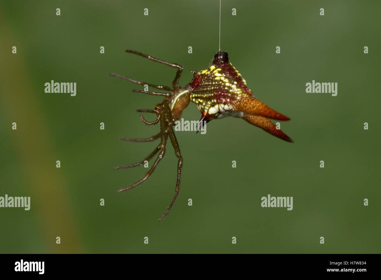 Spiny Spider (Micrathena obtusospina) hanging from silk tread ...